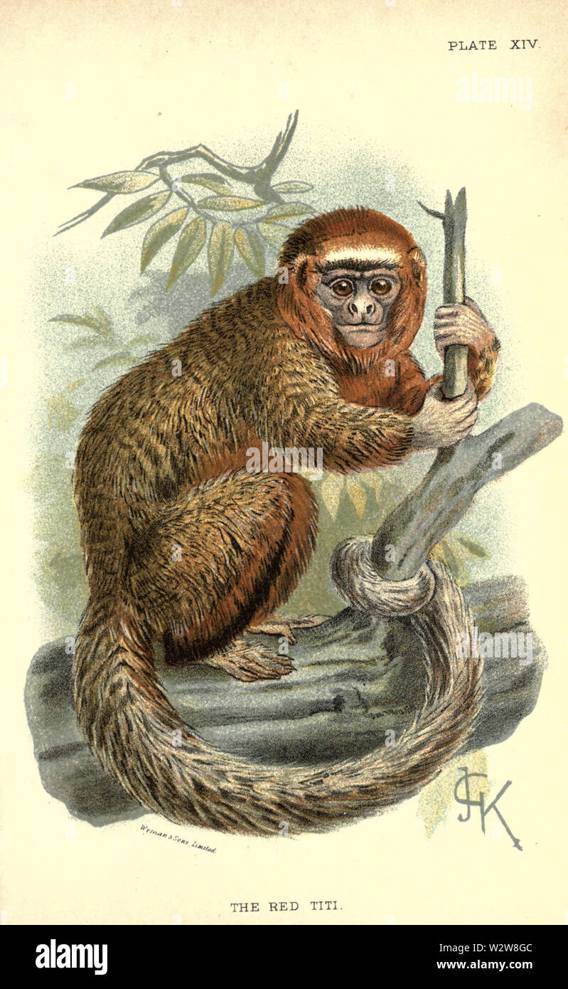 Hand-book to the Primates 19 Stock Photo - Alamy