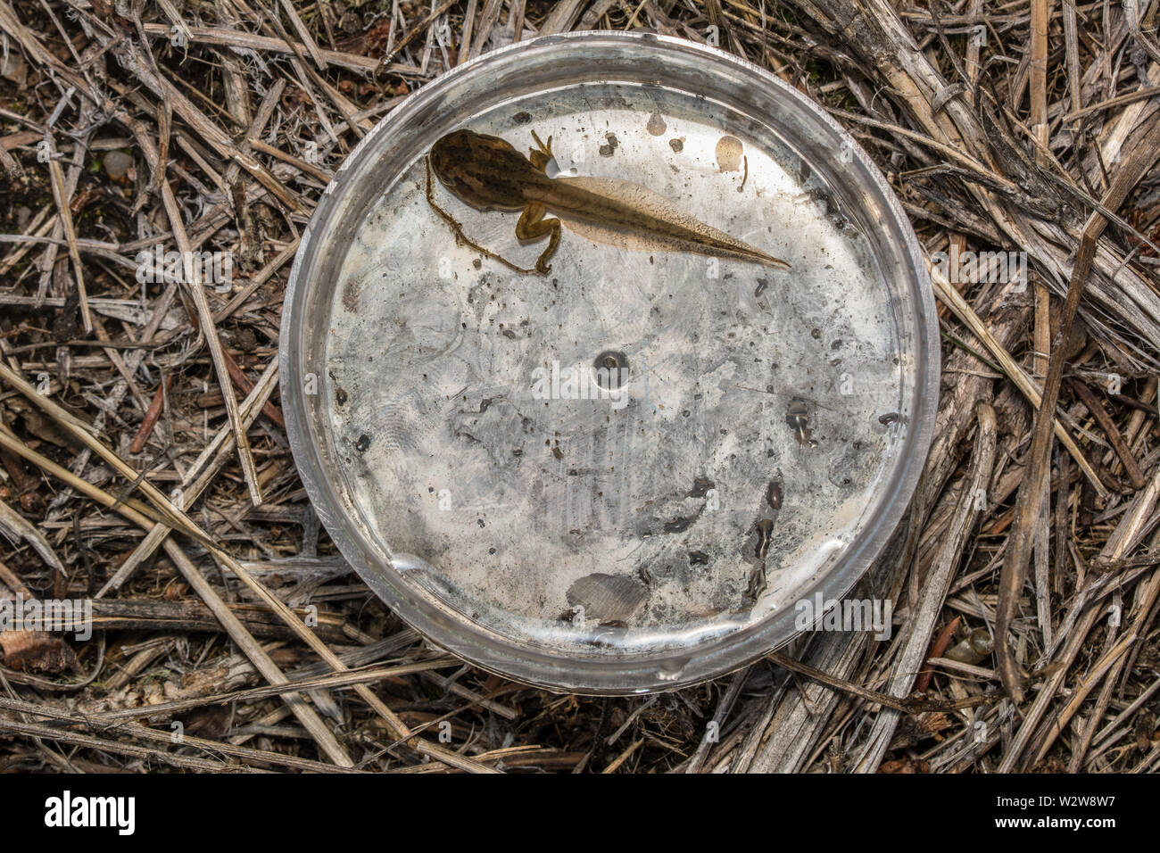 Boreal Chorus Frog (Pseudacris maculata) from Jefferson County ...