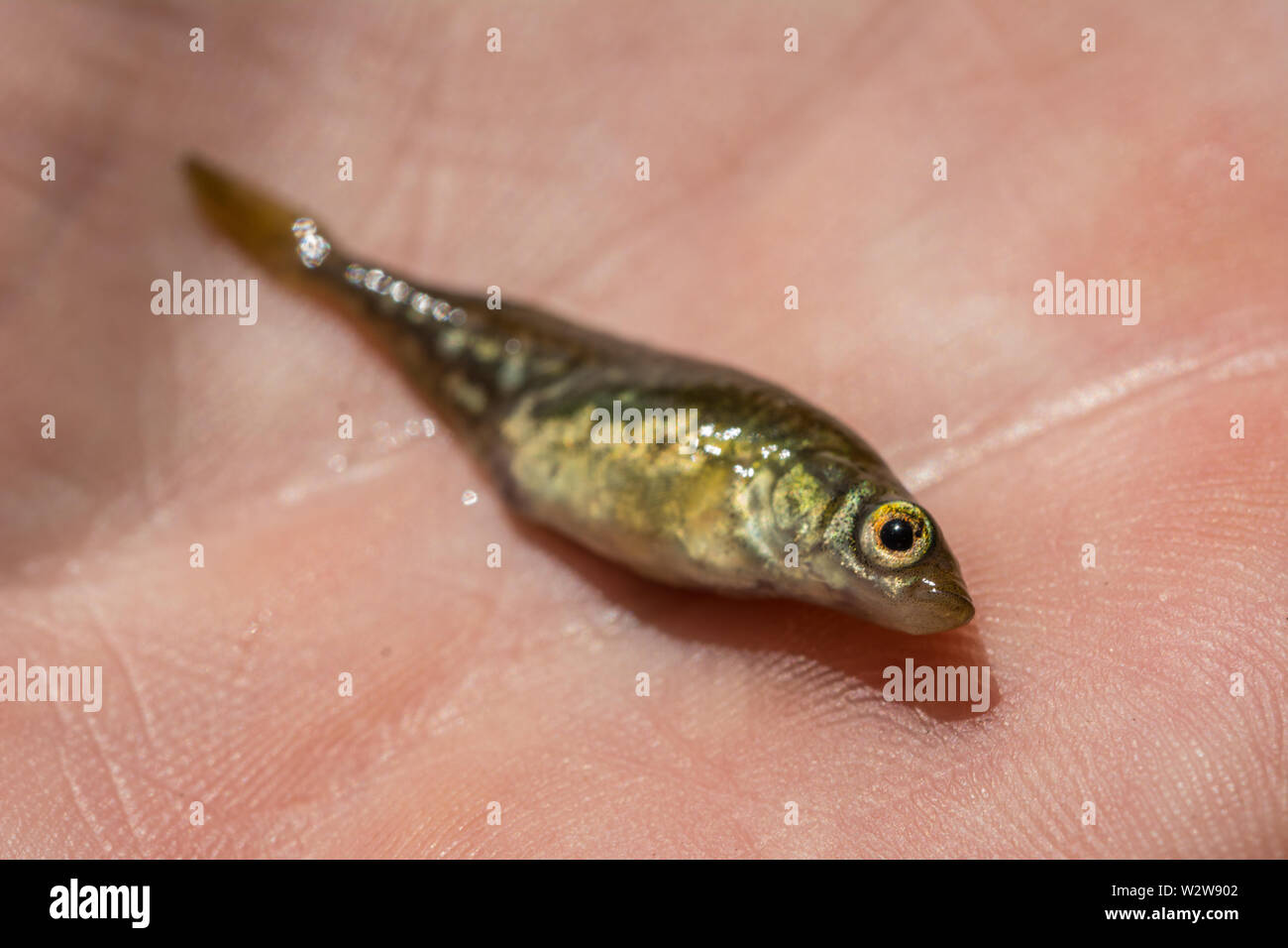 Brook Stickleback