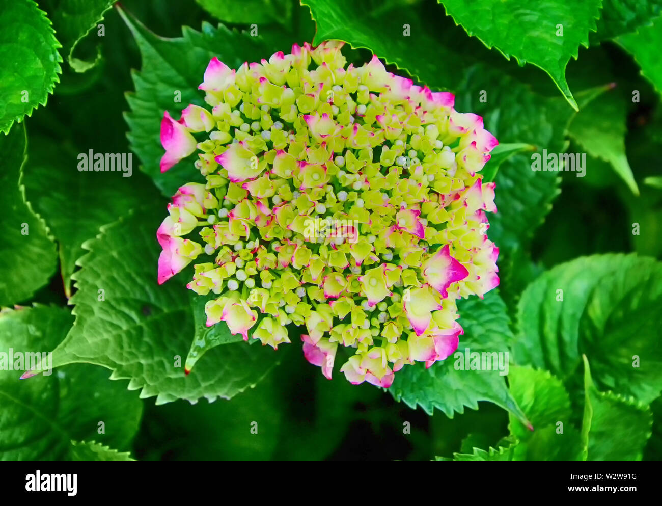 hydrangea Festival in taejongsa buddhist temple, Taejongdae, Busan ...