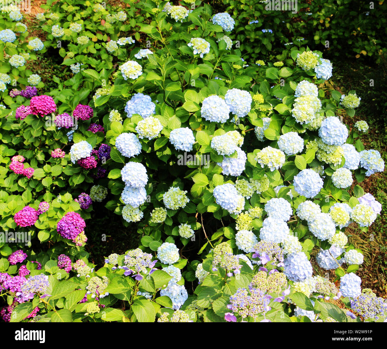 hydrangea suguk Festival in taejongsa buddhist temple, Taejongdae ...