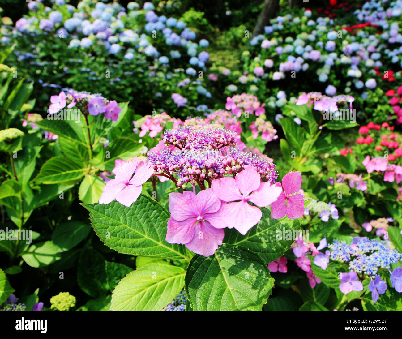 hydrangea suguk Festival in taejongsa buddhist temple, Taejongdae ...