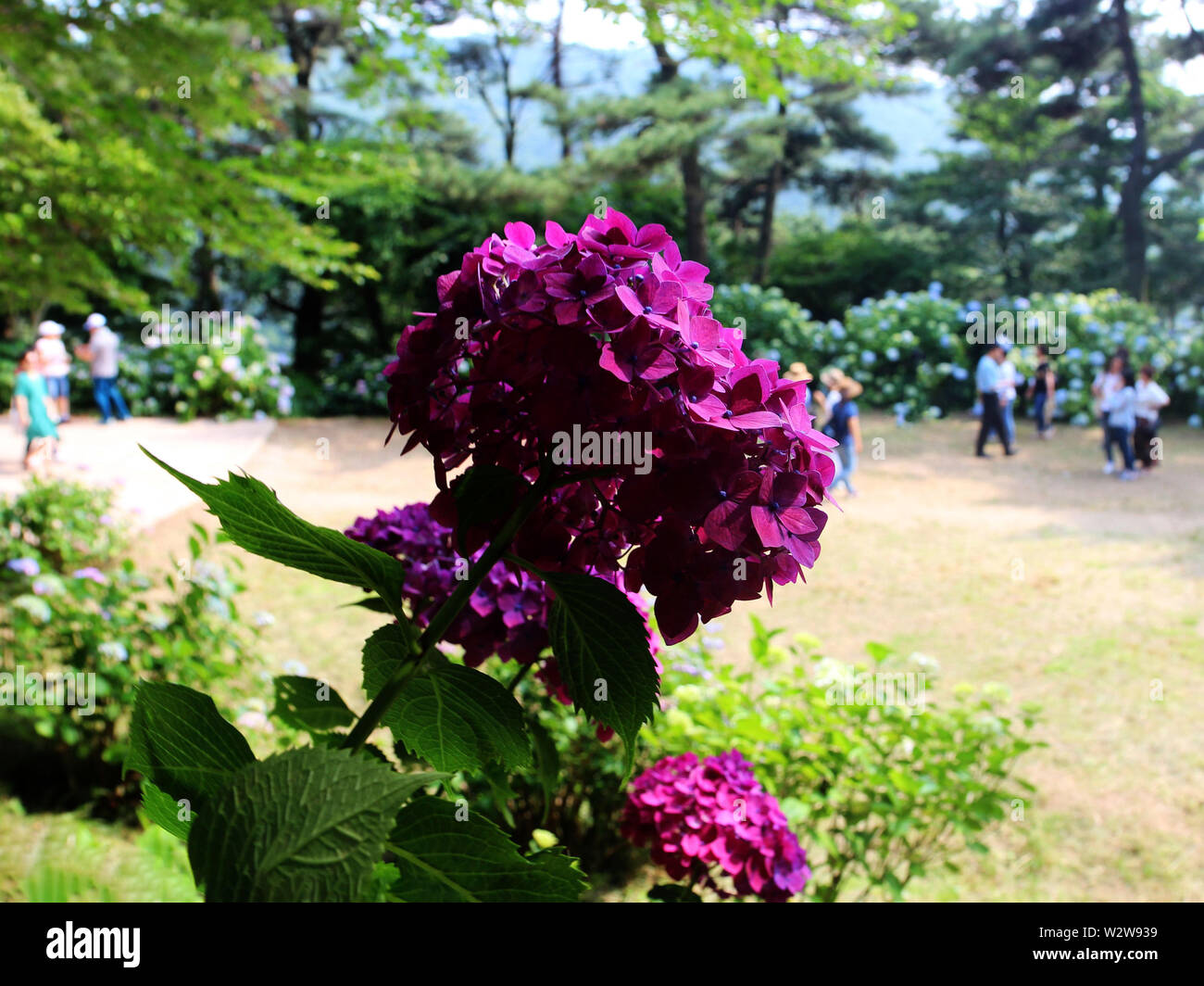 hydrangea suguk Festival in taejongsa buddhist temple, Taejongdae ...