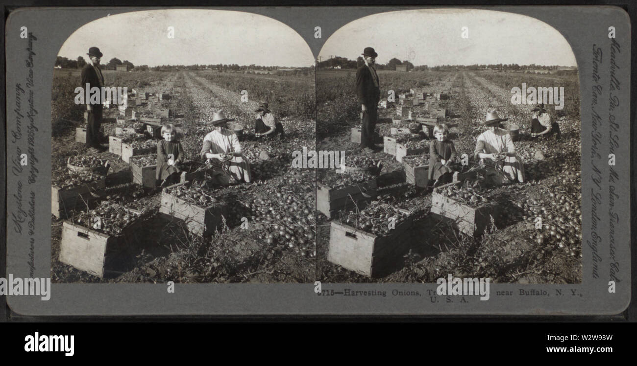 Harvesting onions, truck farming, near Buffalo, NY, USA, from Robert N ...