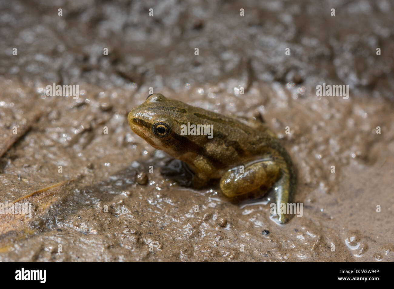 Pseudacris maculata hi-res stock photography and images - Alamy