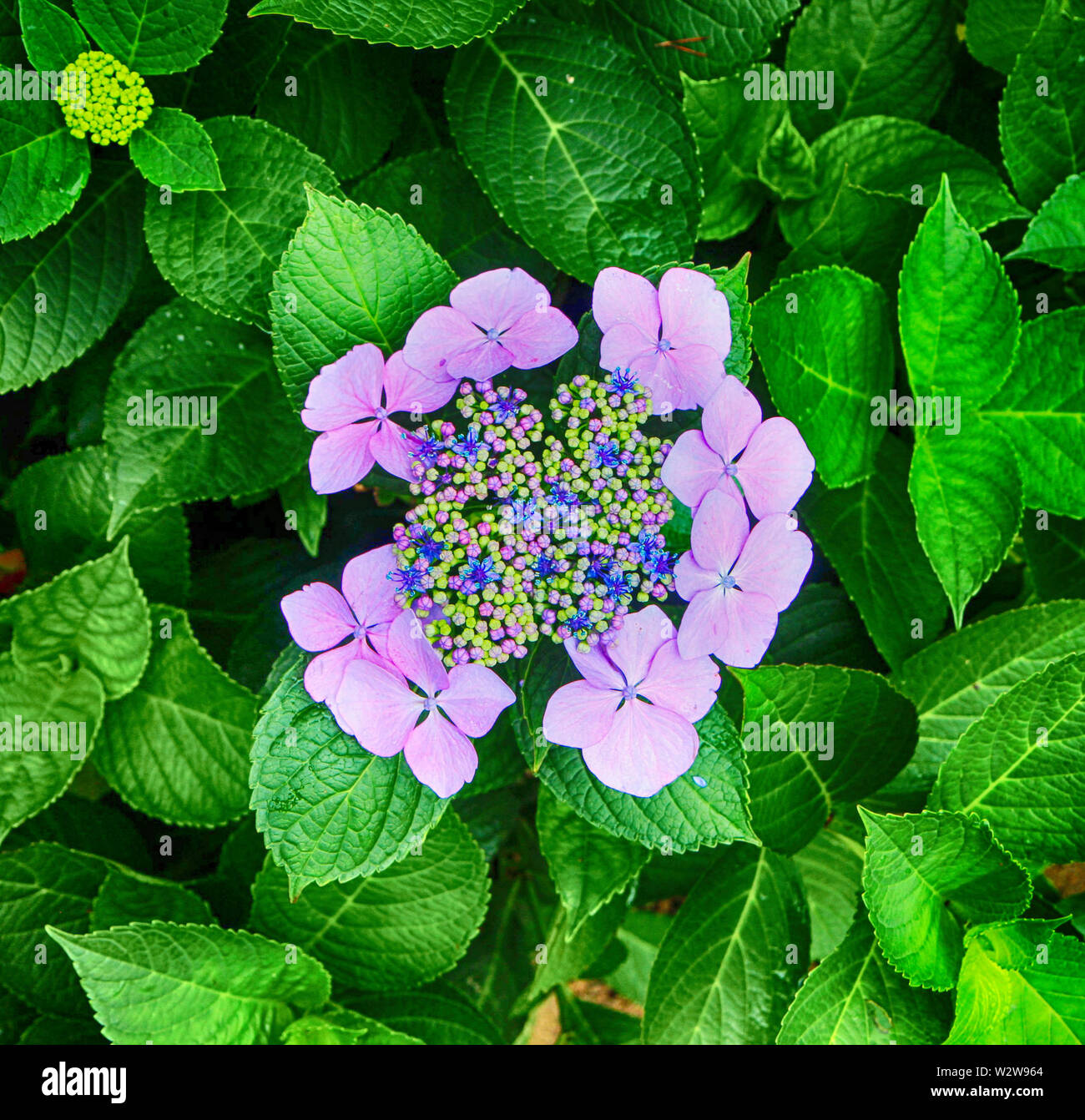 hydrangea Festival in taejongsa buddhist temple, Taejongdae, Busan ...