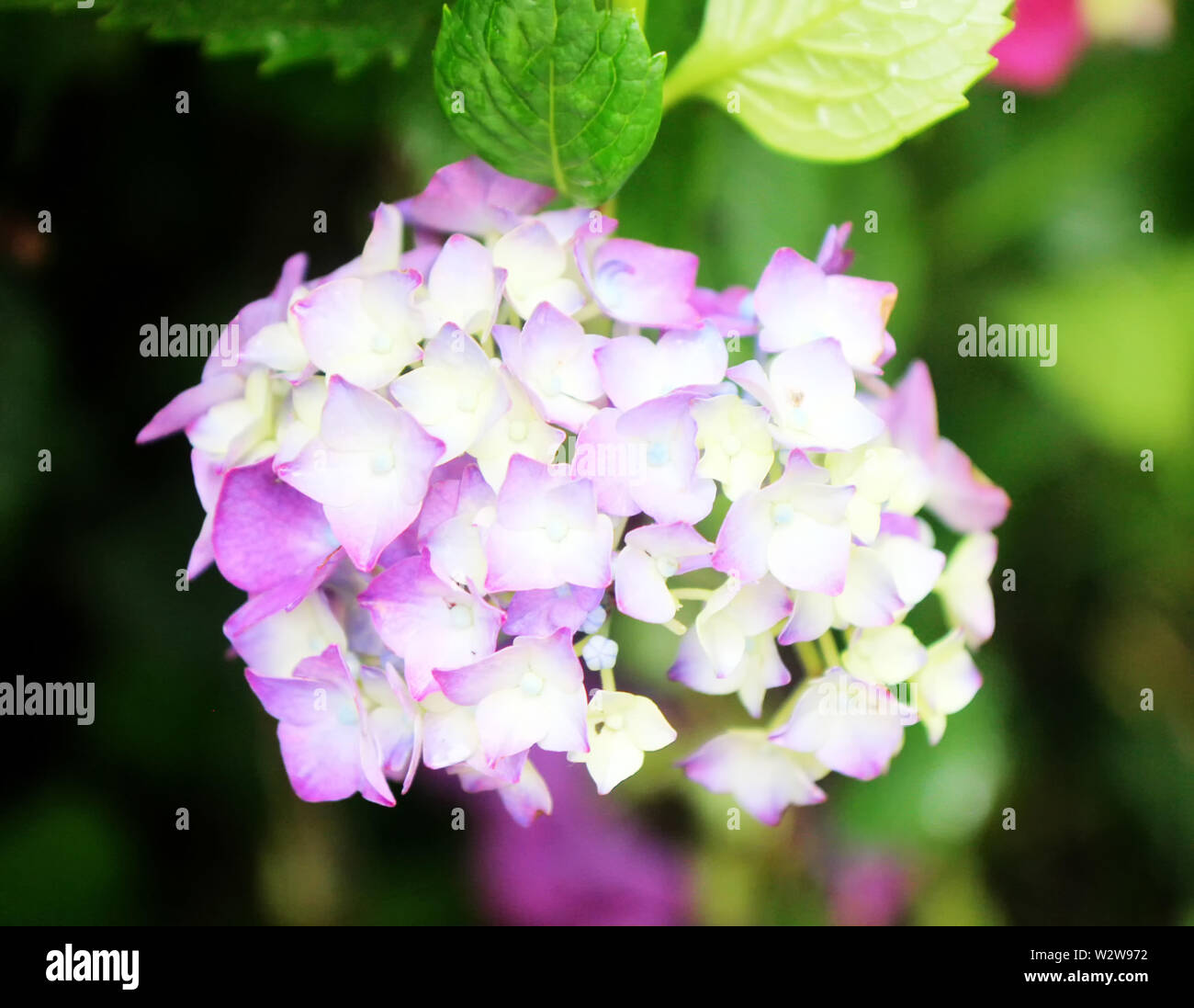 Taejongsa temple hi-res stock photography and images - Alamy