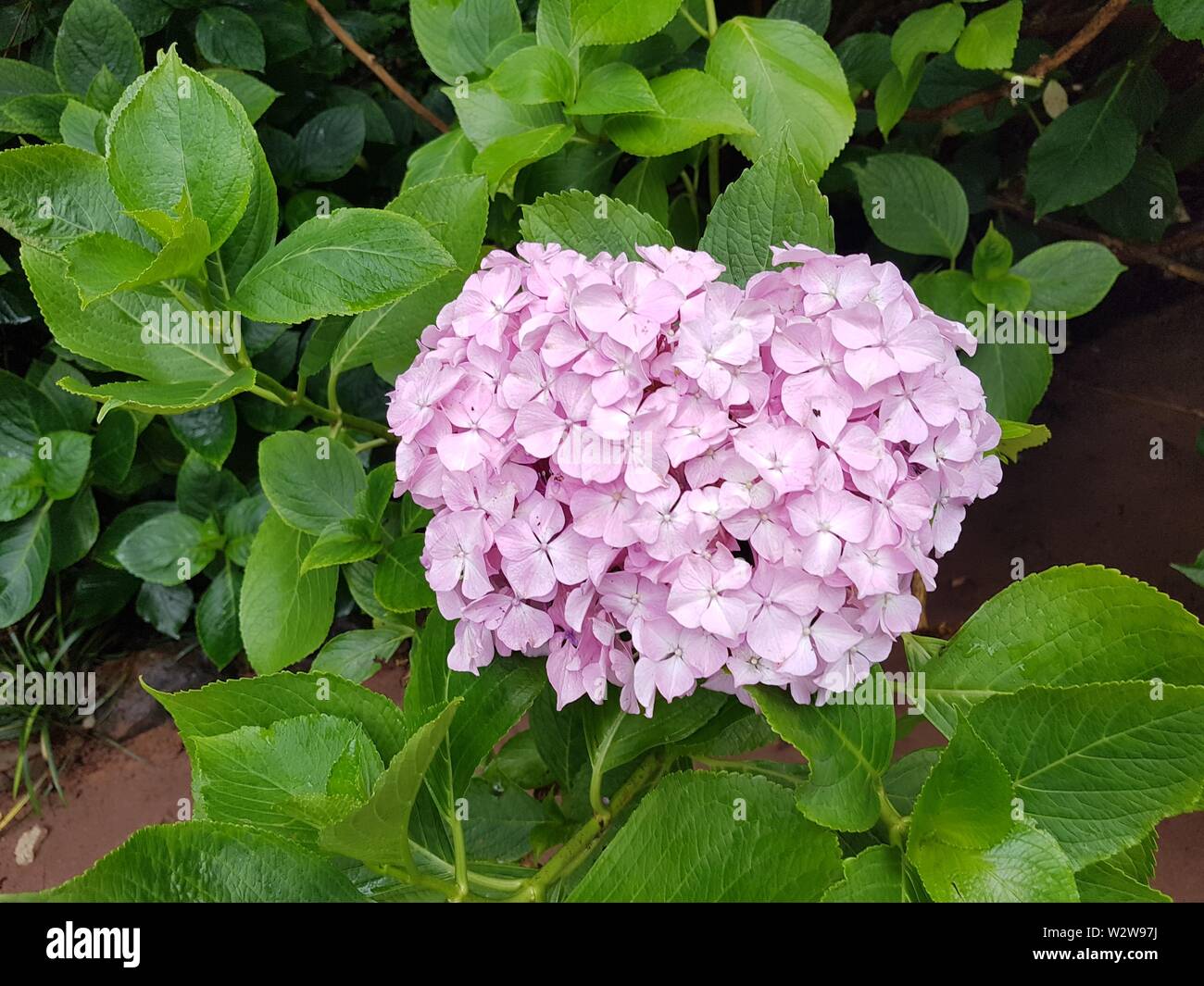 hydrangea Festival in taejongsa buddhist temple, Taejongdae, Busan ...