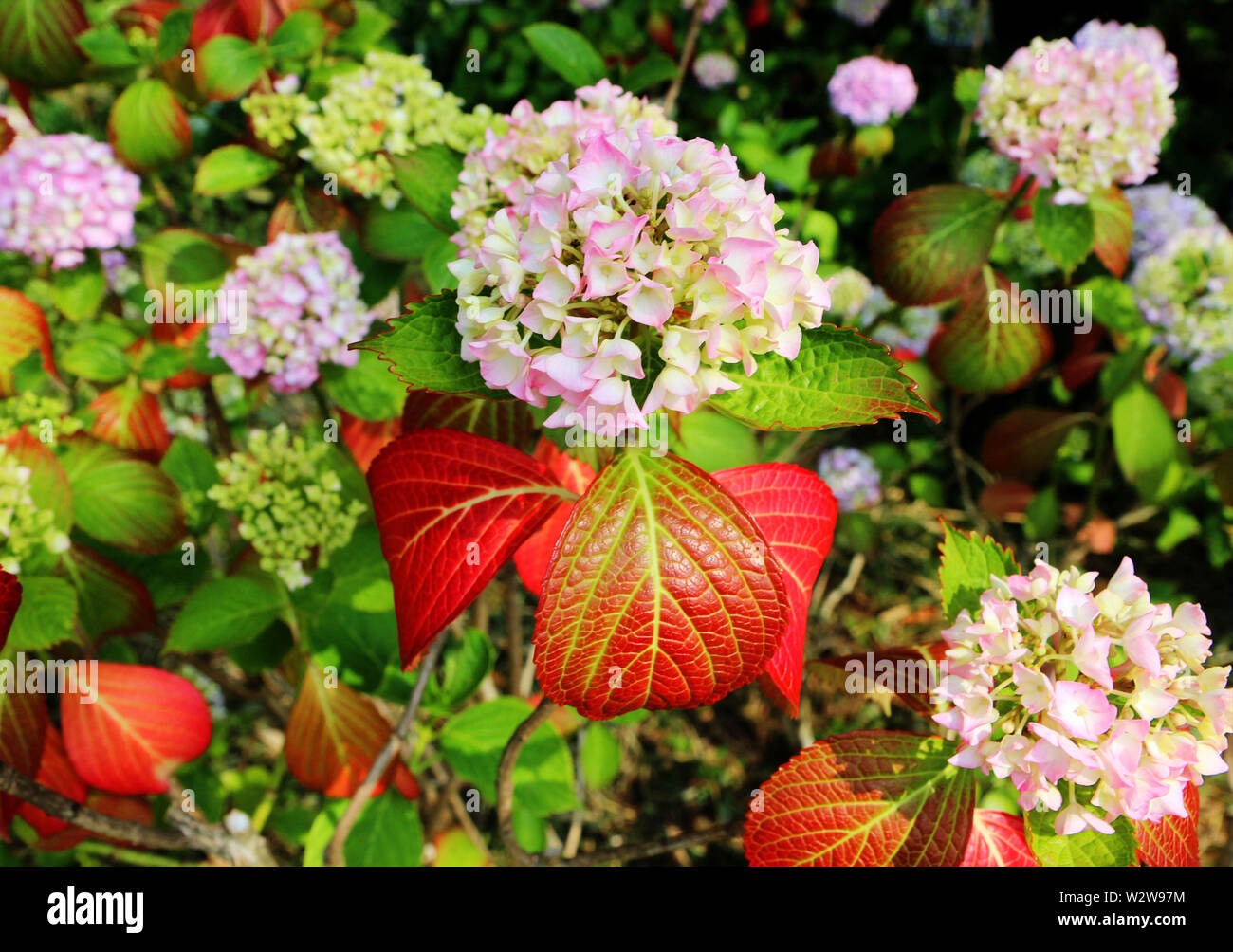 hydrangea suguk Festival in taejongsa buddhist temple, Taejongdae ...