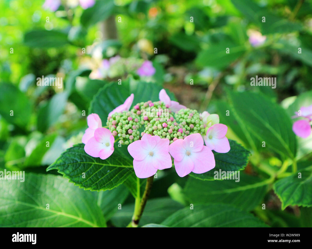 hydrangea suguk Festival in taejongsa buddhist temple, Taejongdae ...