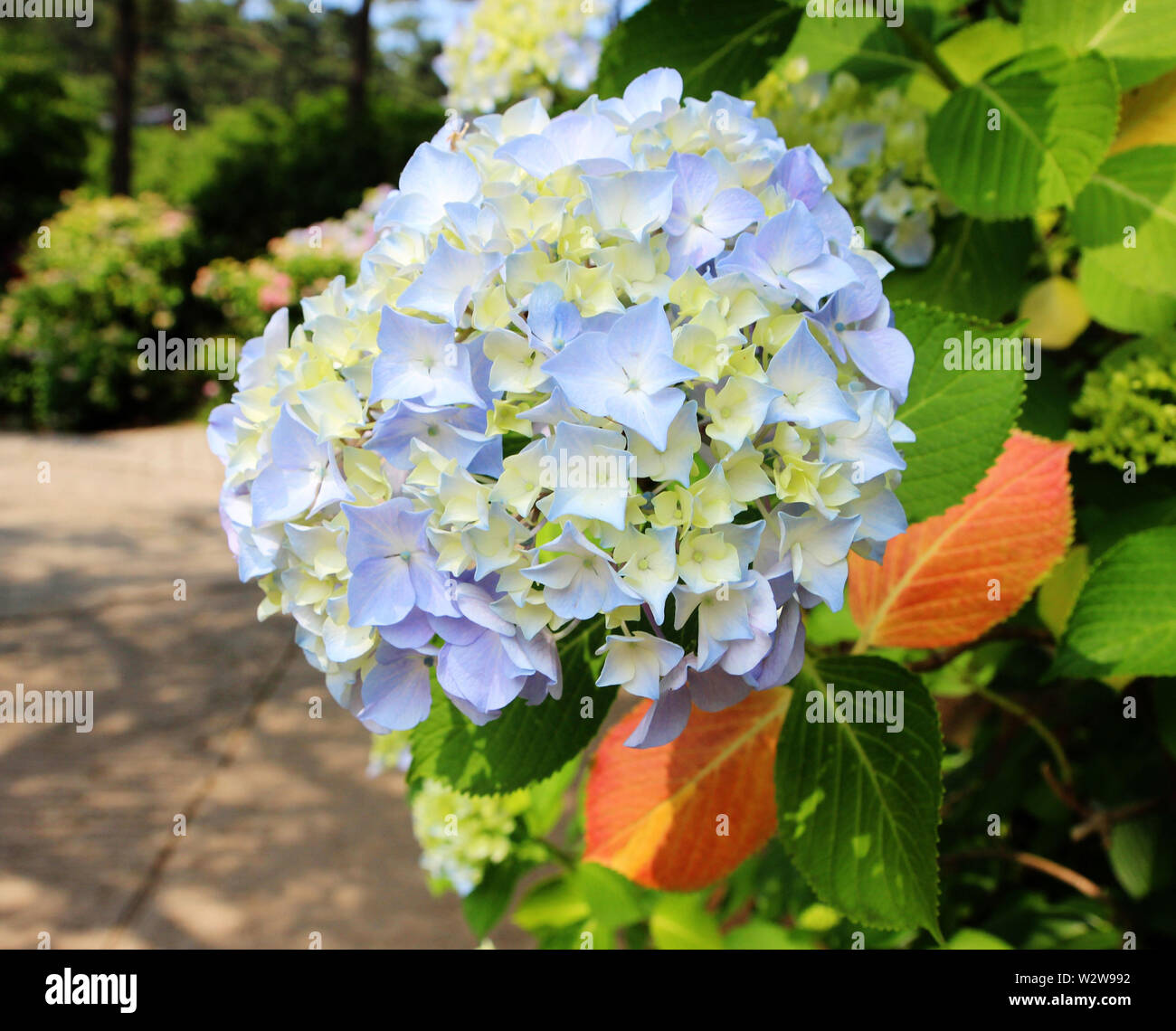 hydrangea suguk Festival in taejongsa buddhist temple, Taejongdae ...