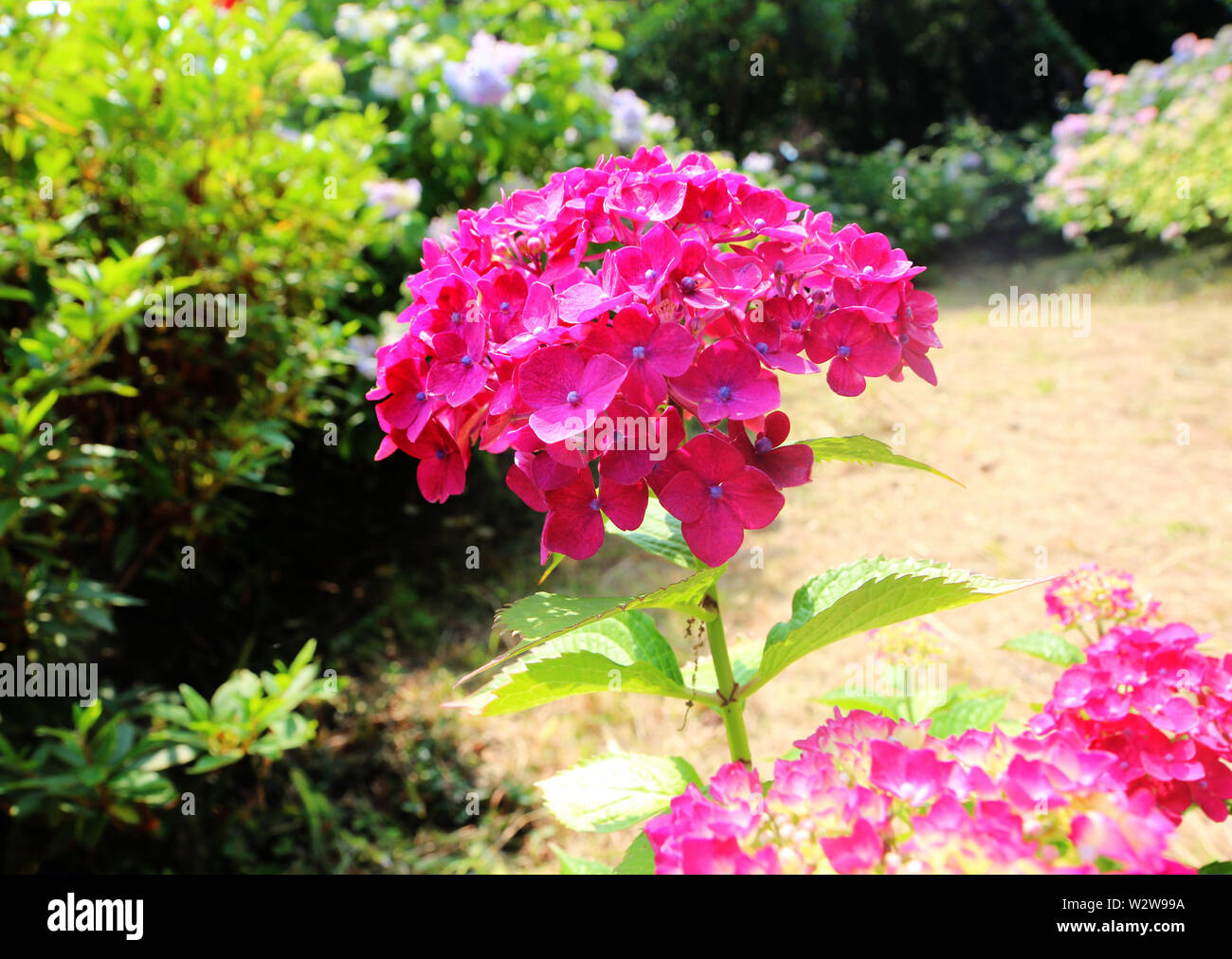 hydrangea suguk Festival in taejongsa buddhist temple, Taejongdae ...