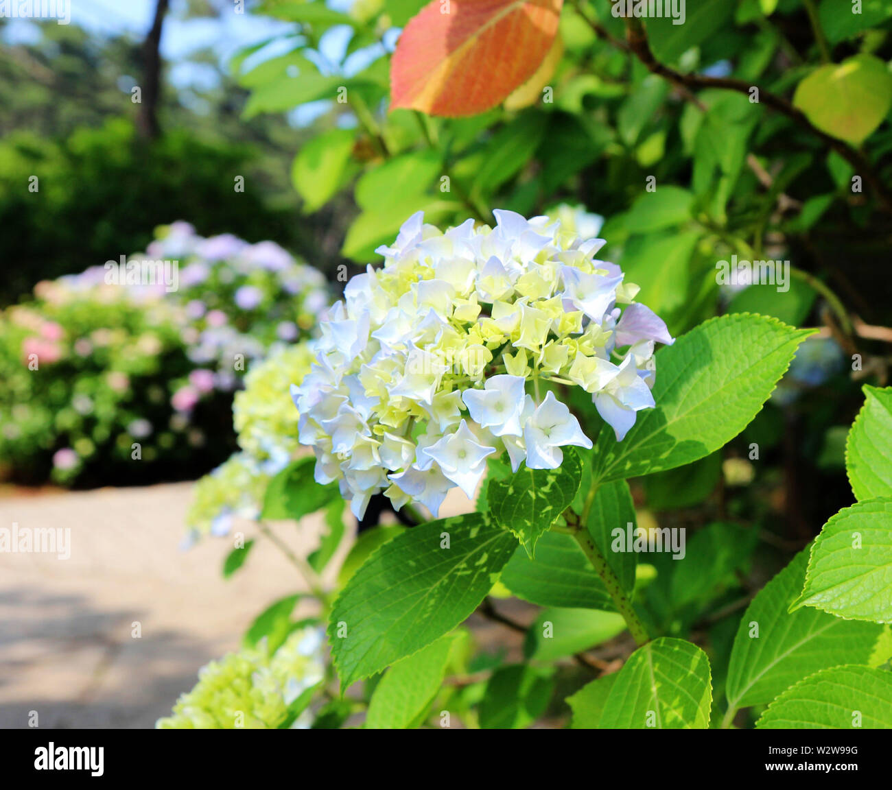 Taejongsa temple hi-res stock photography and images - Alamy