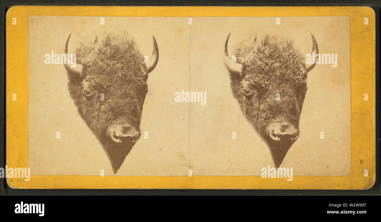 Head of a buffalo, from Robert N Dennis collection of stereoscopic ...