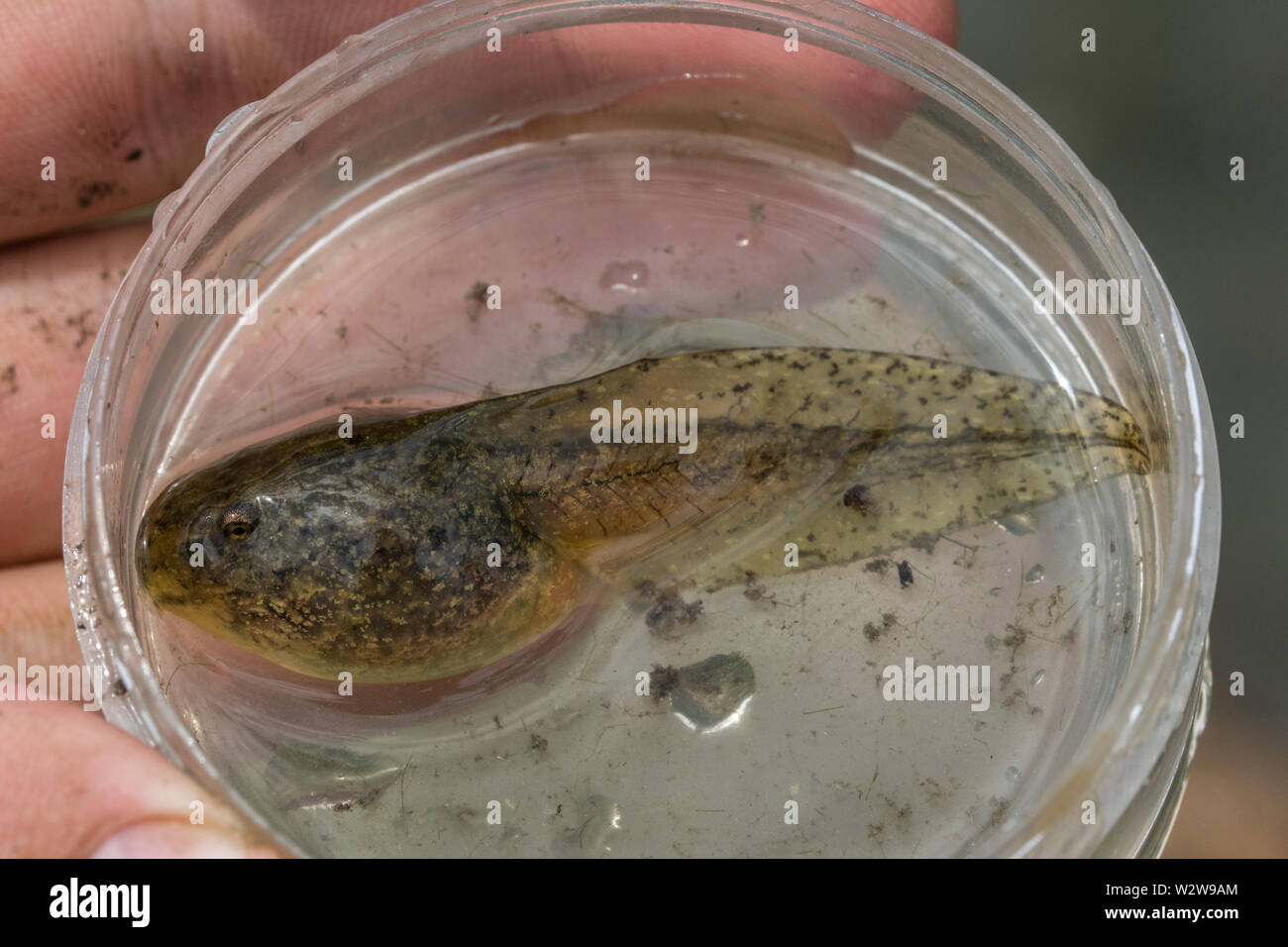Northern Leopard Frog (Lithobates pipiens) from Jefferson County ...
