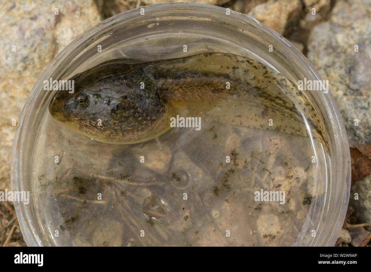 Northern Leopard Frog (Lithobates pipiens) from Jefferson County ...