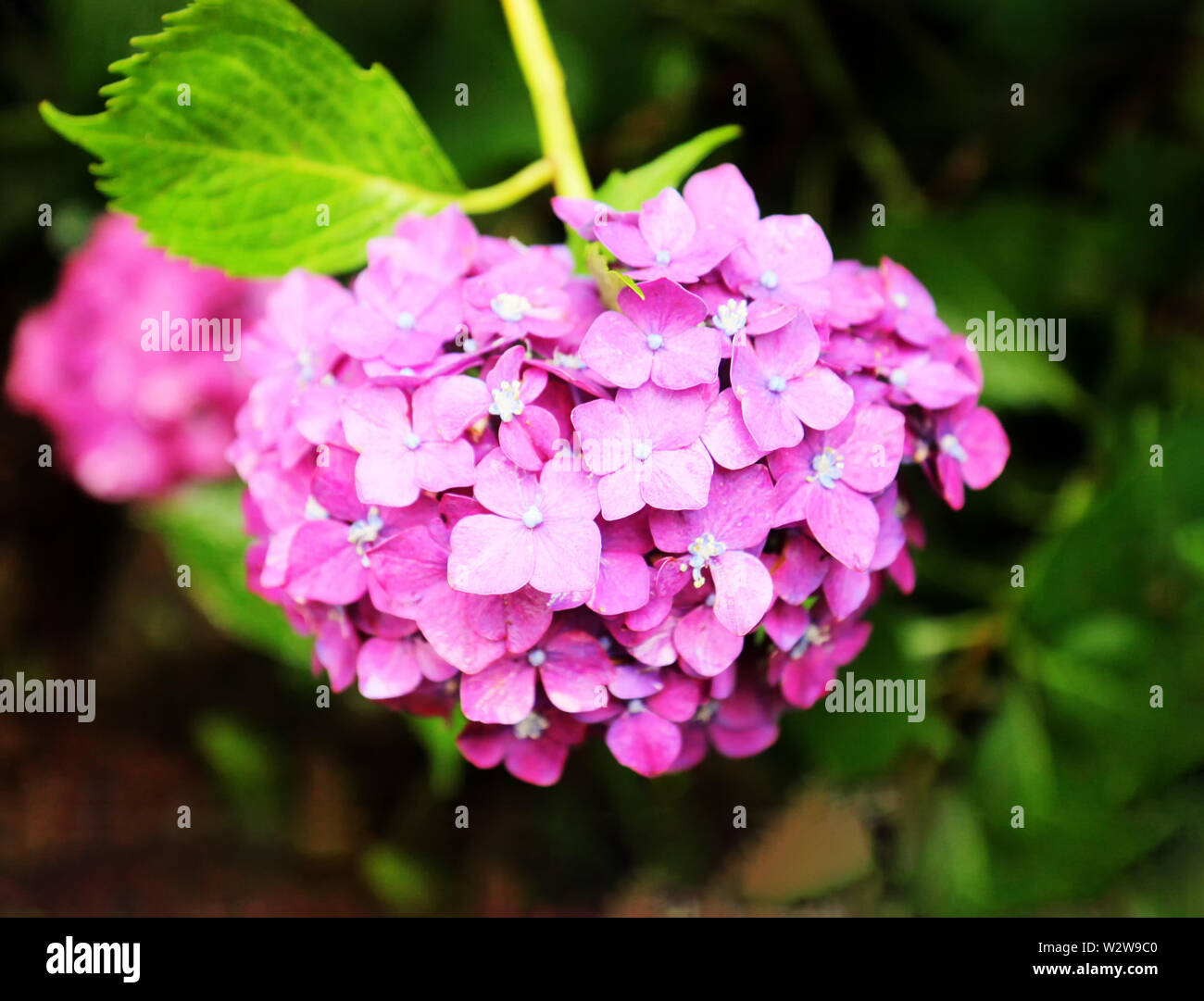 hydrangea Festival in taejongsa buddhist temple, Taejongdae, Busan ...