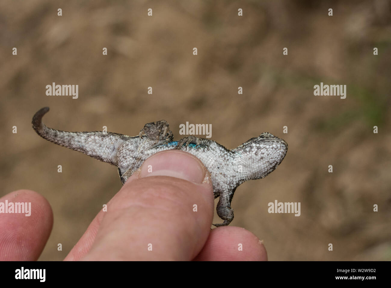 Prairie Lizard (Sceloporus consobrinus) from Weld County, Colorado, USA ...