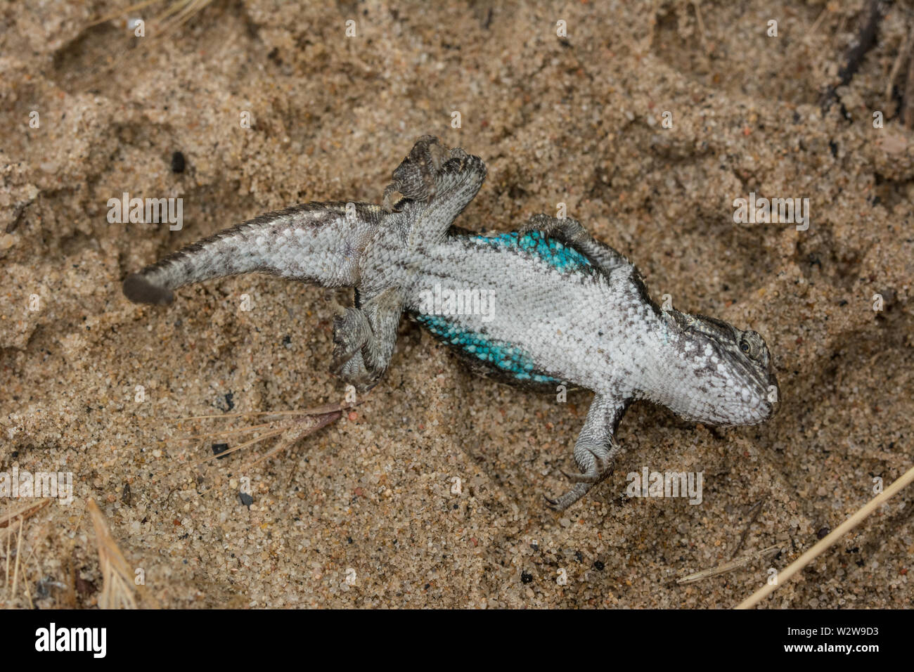 Prairie Lizard (Sceloporus consobrinus) from Weld County, Colorado, USA ...
