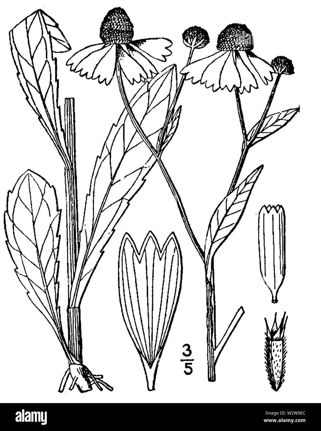 'helenium Black and White Stock Photos & Images - Alamy