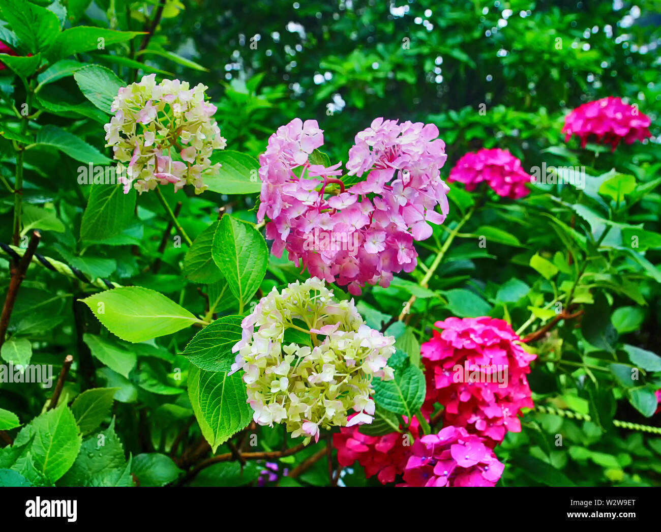 hydrangea Festival in taejongsa buddhist temple, Taejongdae, Busan ...