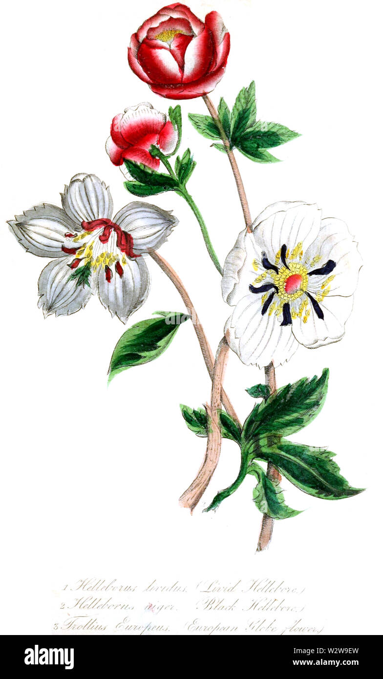 Europeus hi-res stock photography and images - Alamy