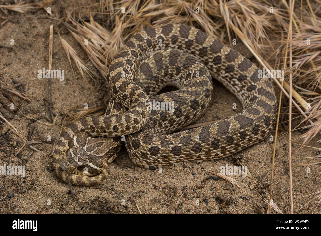 Plains Hog-nosed Snake (Heterodon nasicus) from Weld County, Colorado ...
