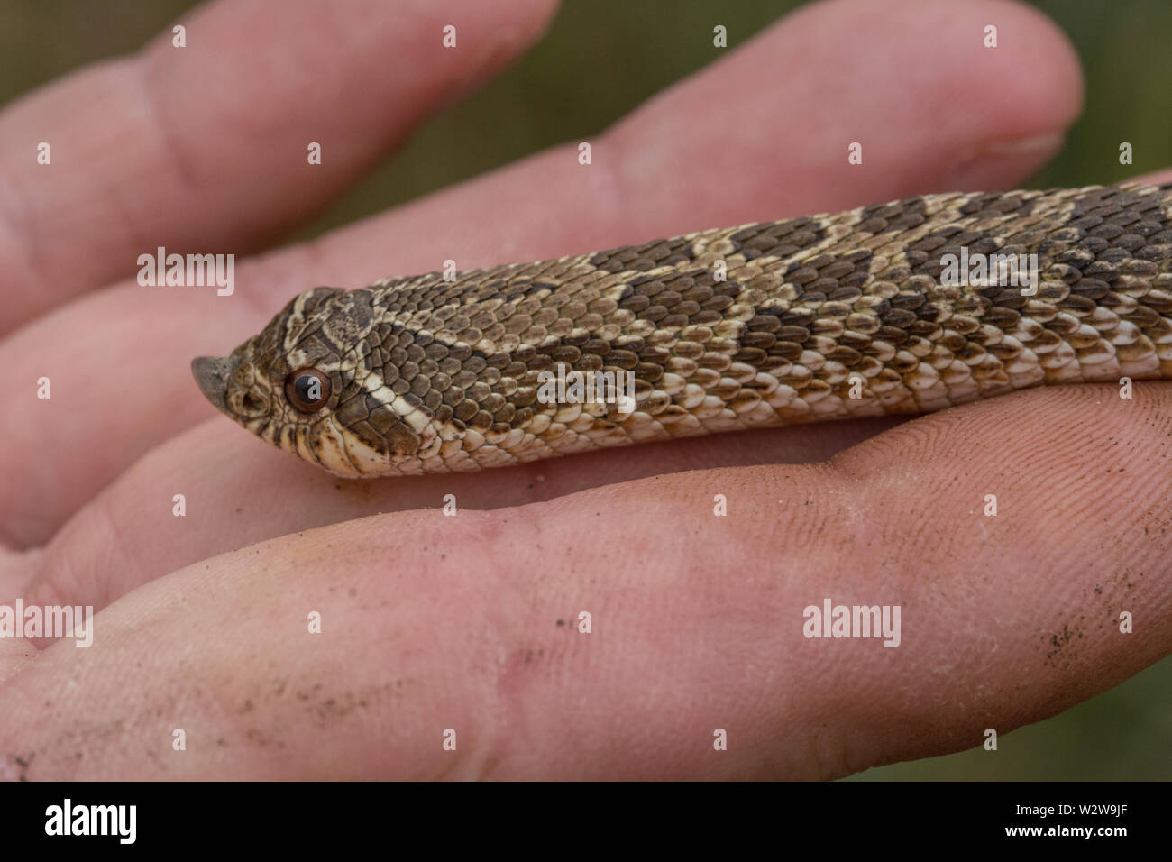 Plains Hog-nosed Snake (Heterodon nasicus) from Weld County, Colorado ...