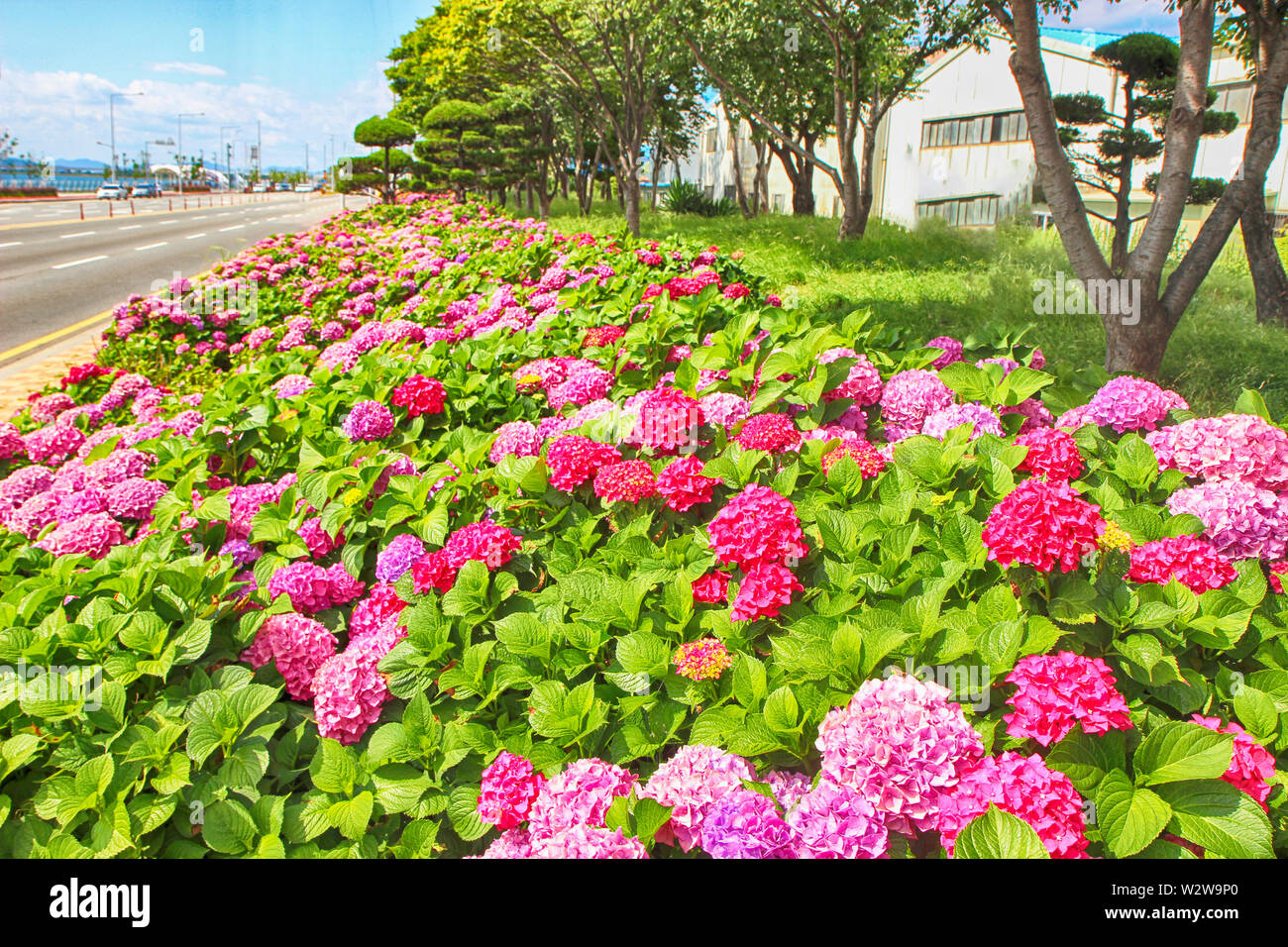 Hydrangea suguk flower blooming hi-res stock photography and images - Alamy