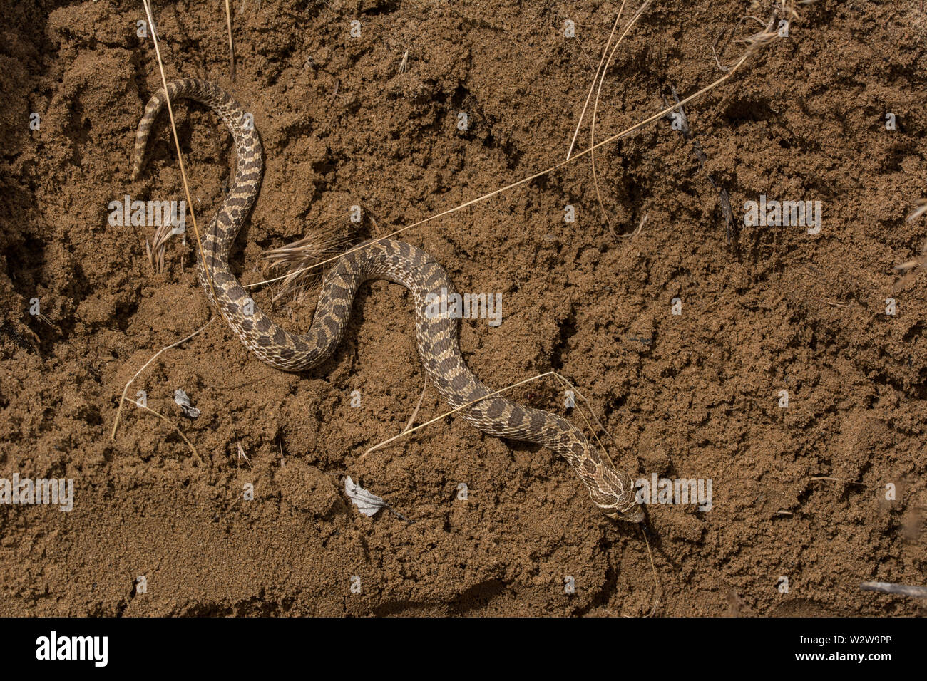 Plains Hog-nosed Snake (Heterodon nasicus) from Weld County, Colorado ...
