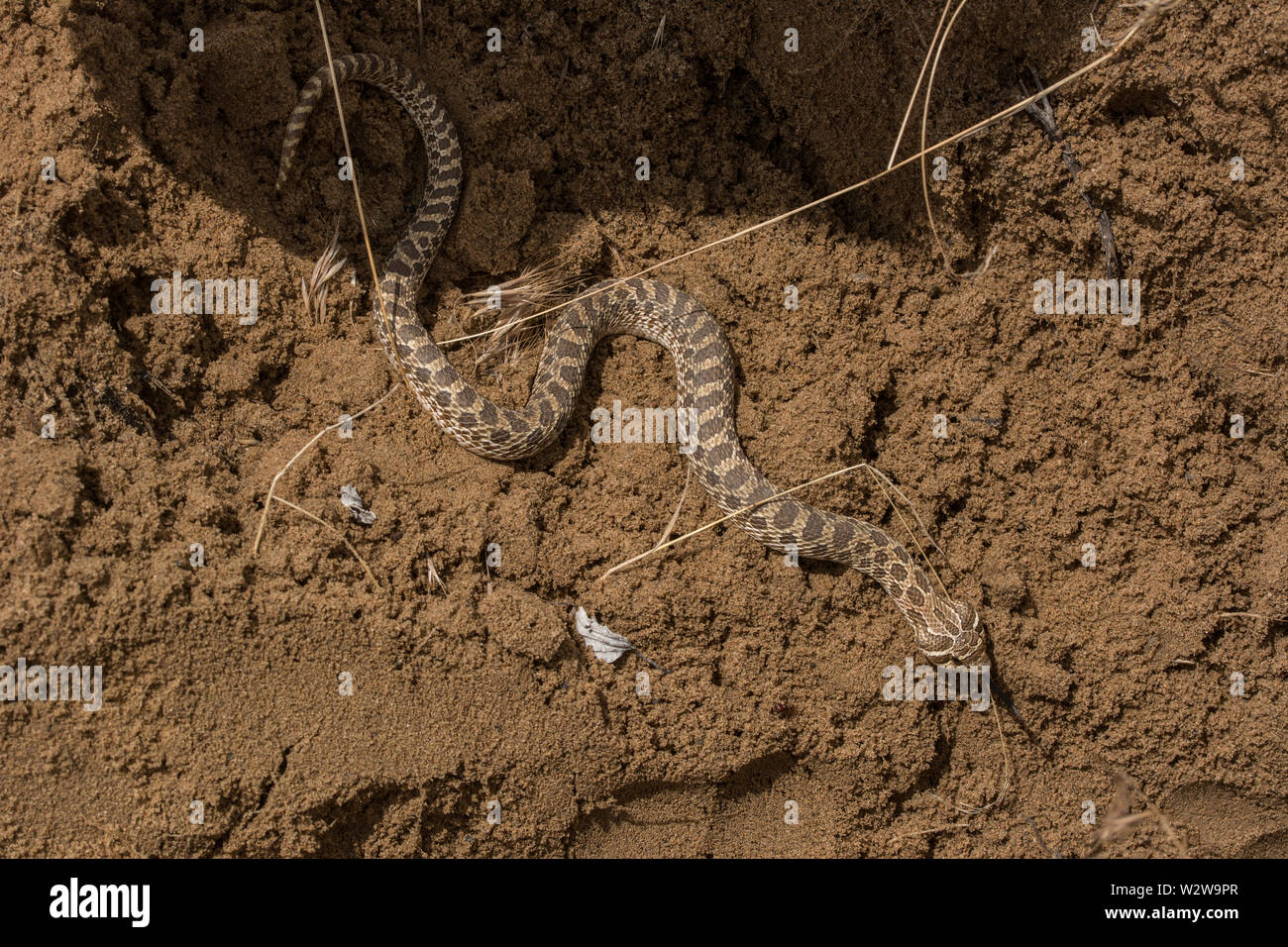 Plains Hog-nosed Snake (Heterodon nasicus) from Weld County, Colorado ...