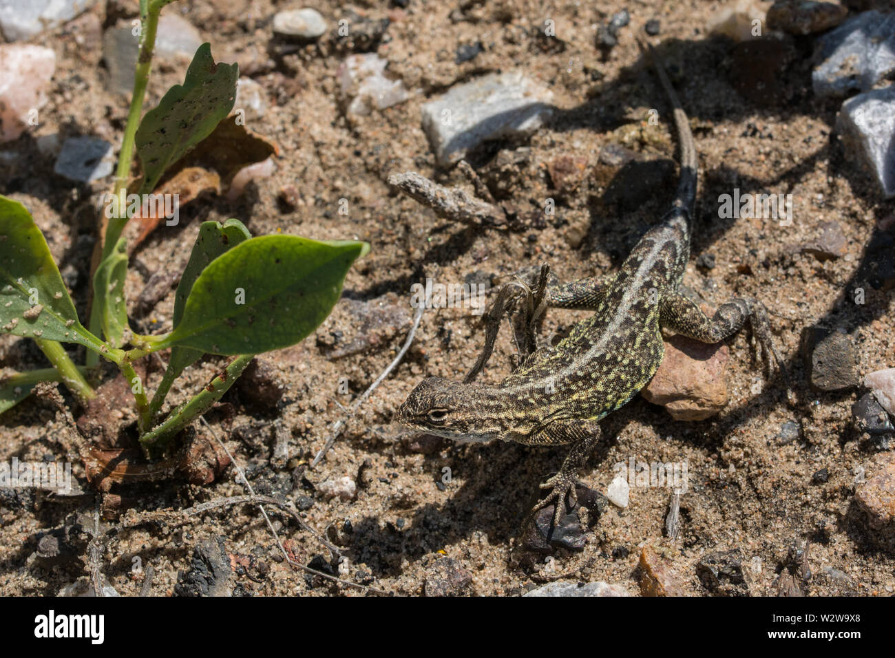 Lesser Earless Lizard (Holbrookia maculata) from Weld County, Colorado ...
