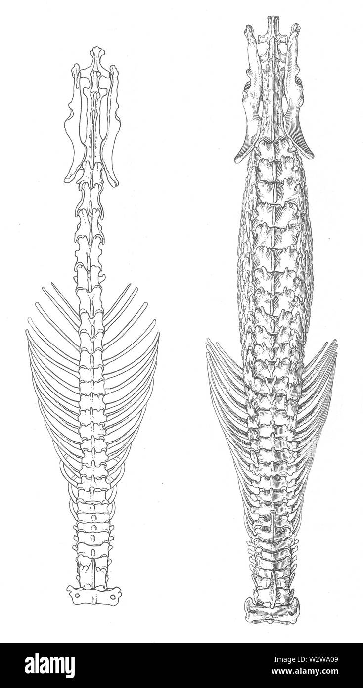 Hero shrew vertebral columns Stock Photo - Alamy