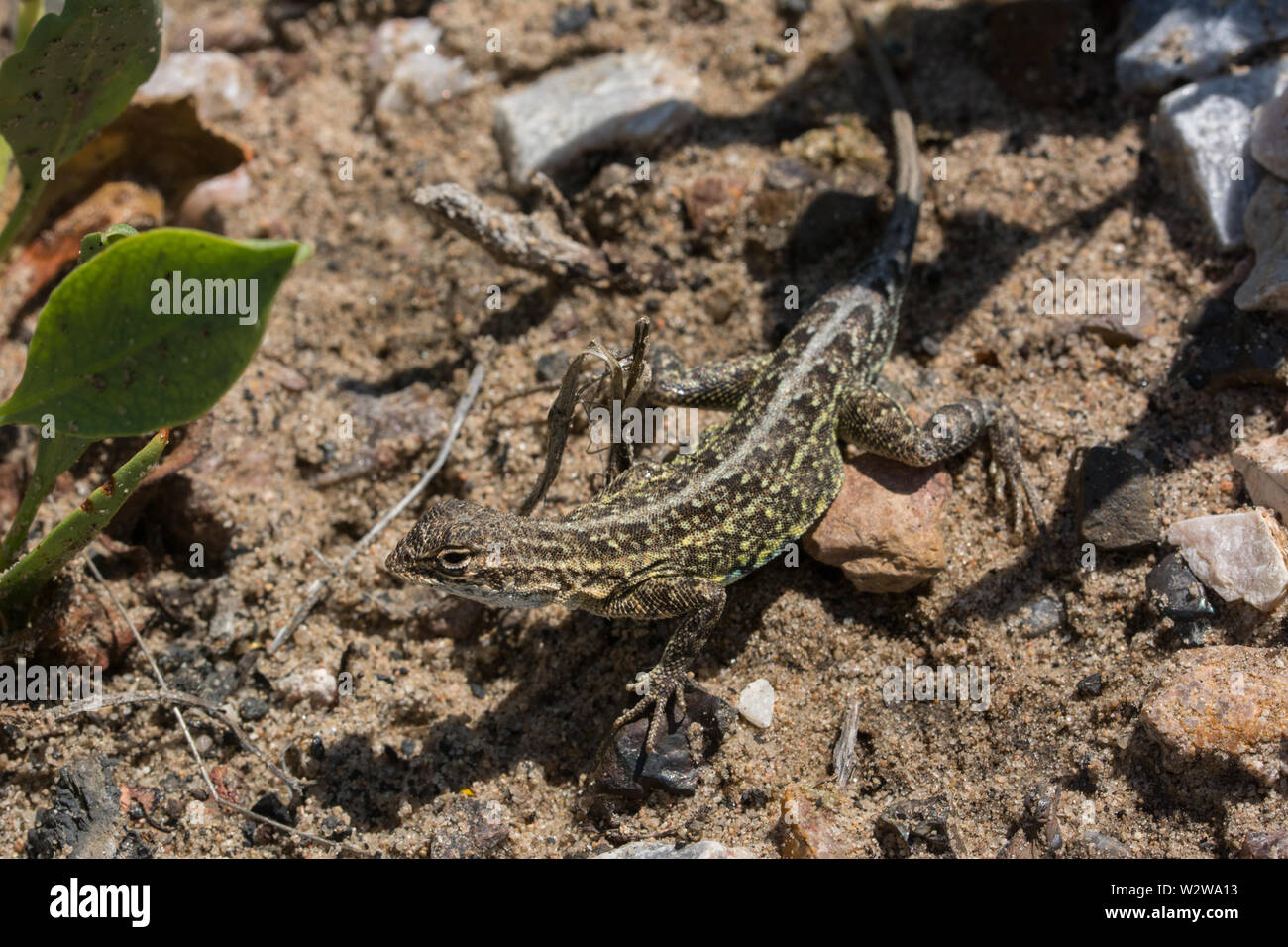 Lesser Earless Lizard (Holbrookia maculata) from Weld County, Colorado ...
