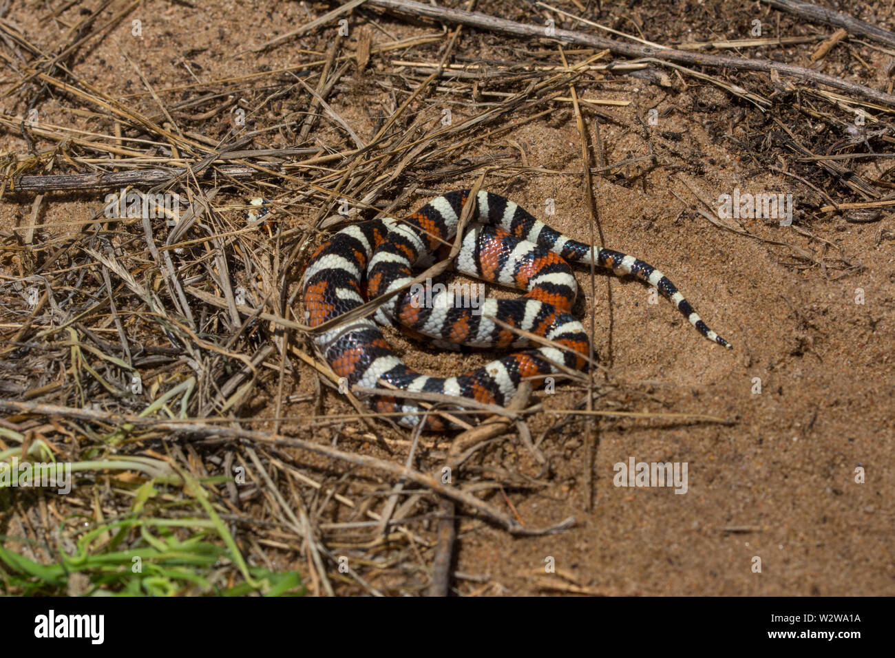 Western Milksnake (Lampropeltis gentilis) from Weld County, Colorado ...
