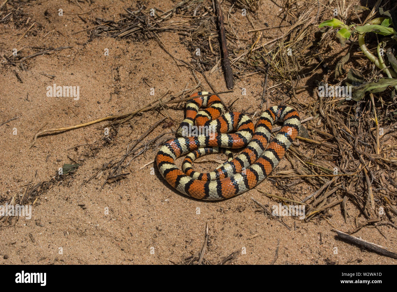 Western Milksnake (Lampropeltis gentilis) from Weld County, Colorado ...