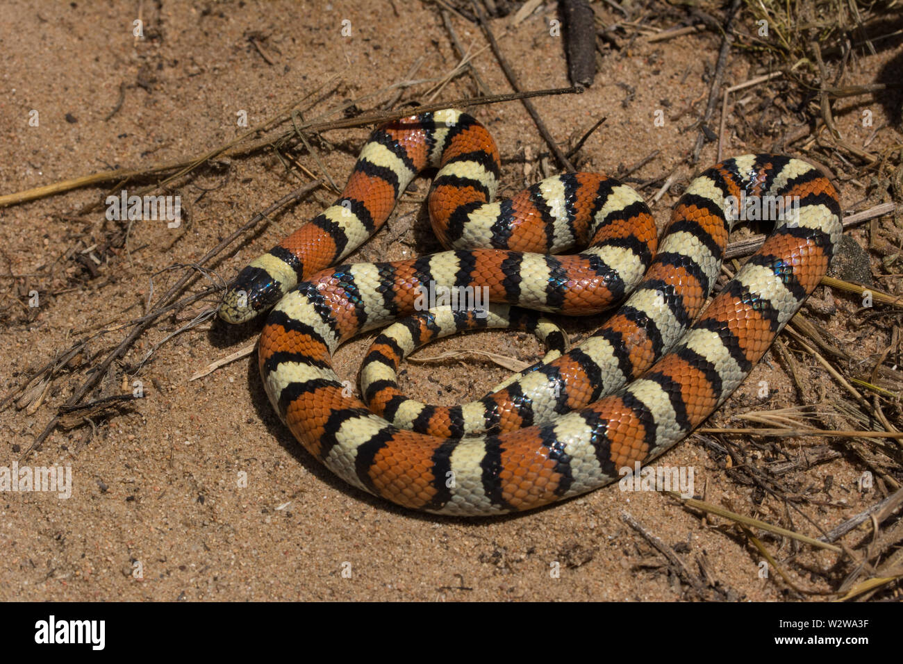 Western Milksnake (Lampropeltis gentilis) from Weld County, Colorado ...