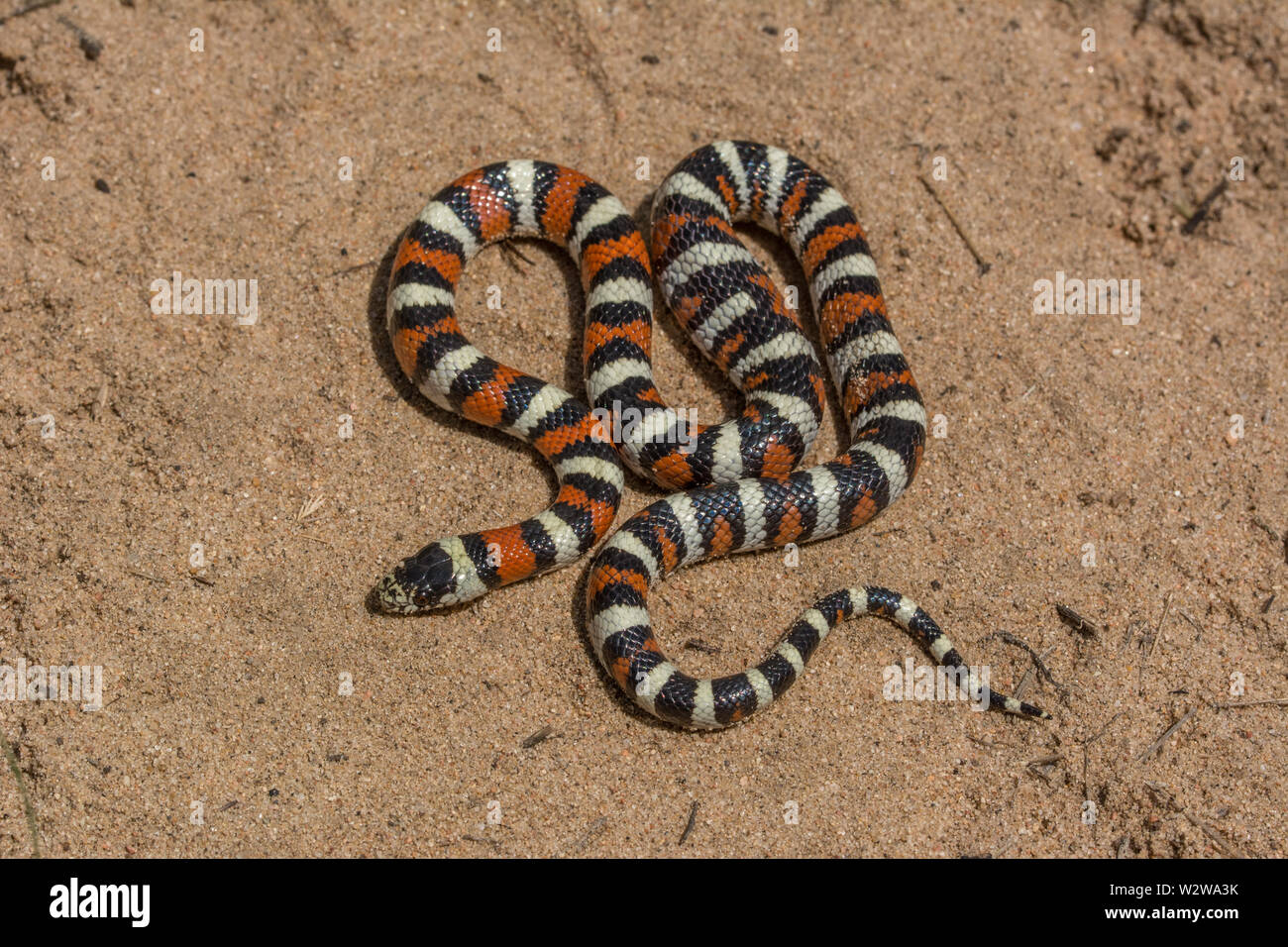 Western Milksnake (Lampropeltis gentilis) from Weld County, Colorado ...