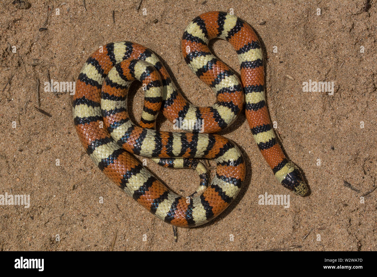 Western Milksnake (Lampropeltis gentilis) from Weld County, Colorado ...