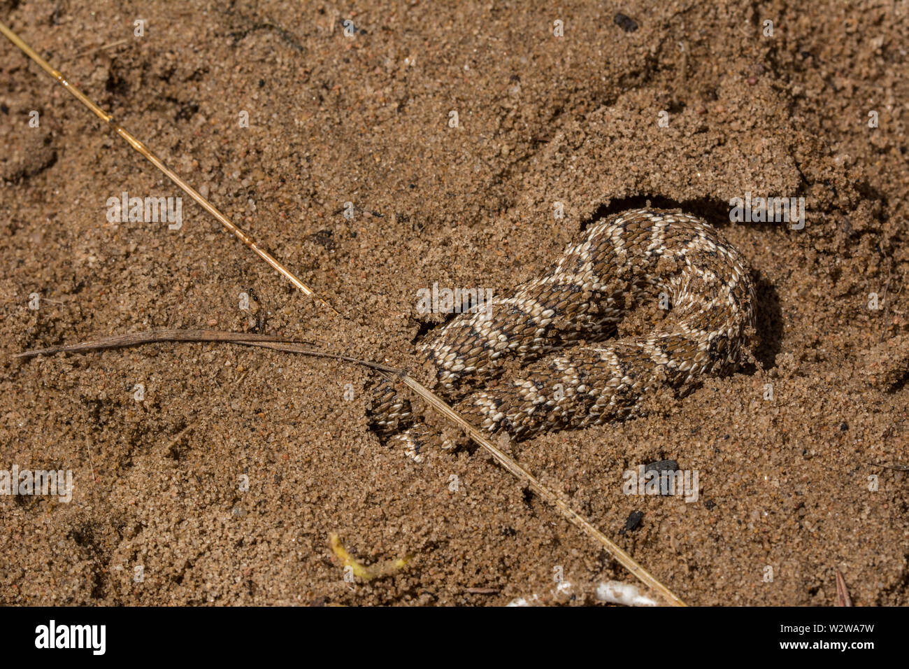 Plains Hog-nosed Snake (Heterodon nasicus) from Weld County, Colorado ...