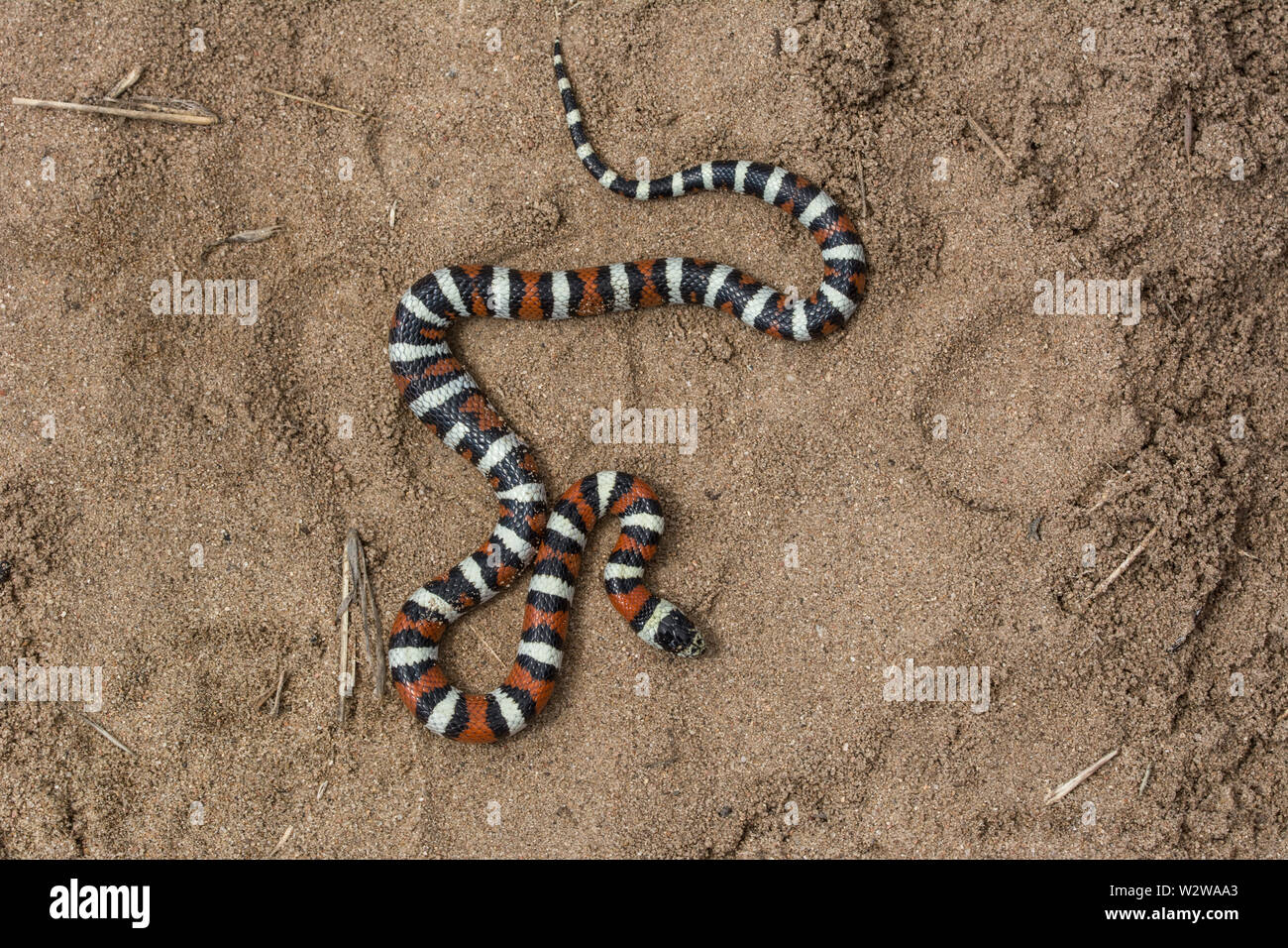 Western Milksnake (Lampropeltis gentilis) from Weld County, Colorado ...