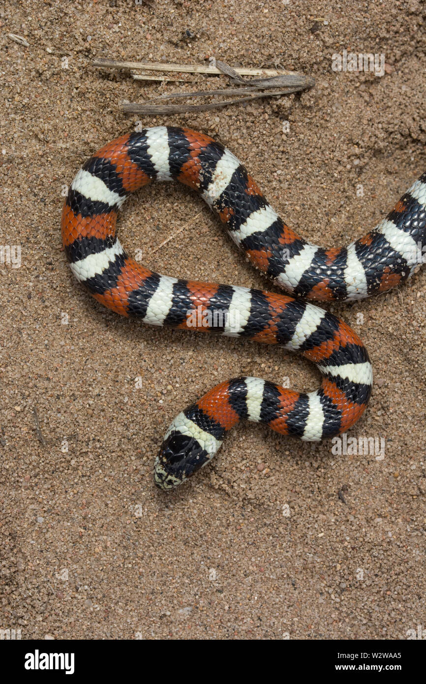 Western Milksnake (Lampropeltis gentilis) from Weld County, Colorado ...