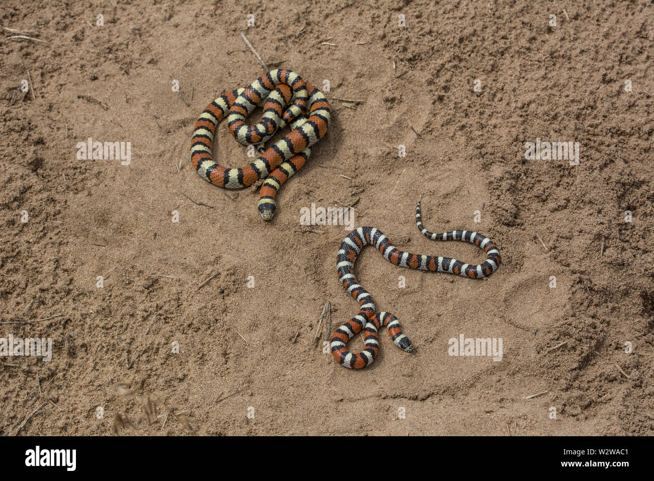 Western Milksnake (Lampropeltis gentilis) from Weld County, Colorado ...