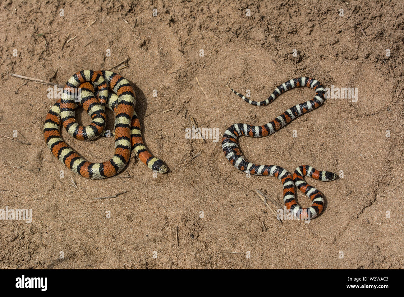 Western Milksnake (Lampropeltis gentilis) from Weld County, Colorado ...