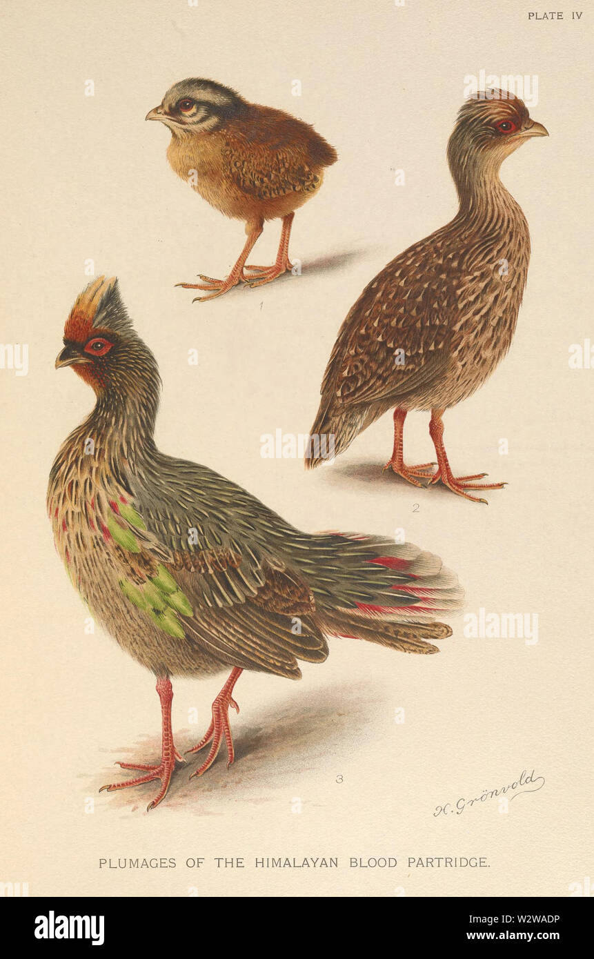 Blood partridge hi-res stock photography and images - Alamy