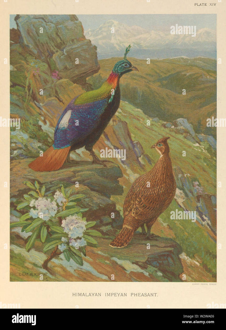 Himalayan Impeyan Pheasant by Charles Knight Stock Photo - Alamy