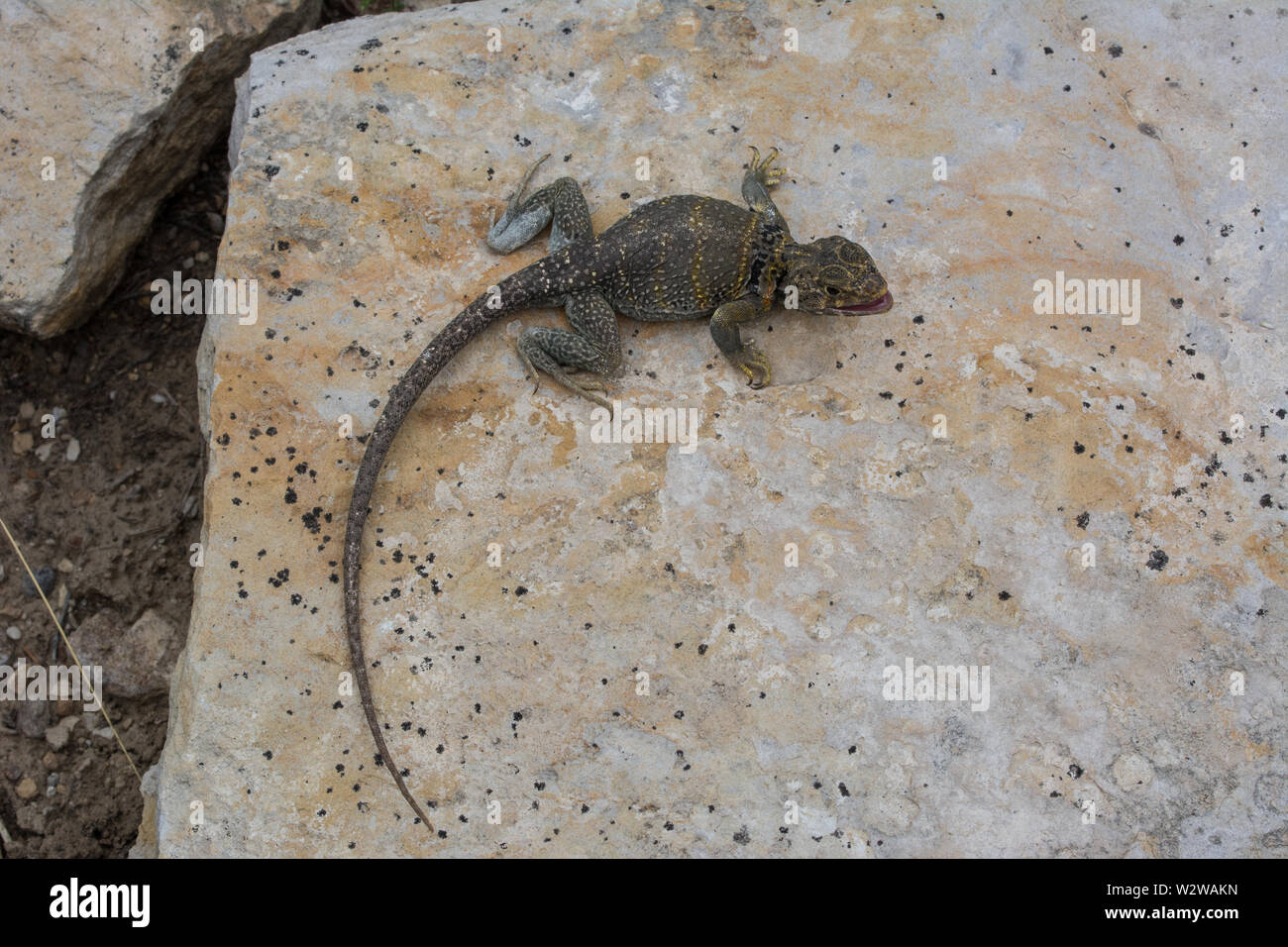 Eastern Collared Lizard (Crotaphytus collaris) from Otero County ...