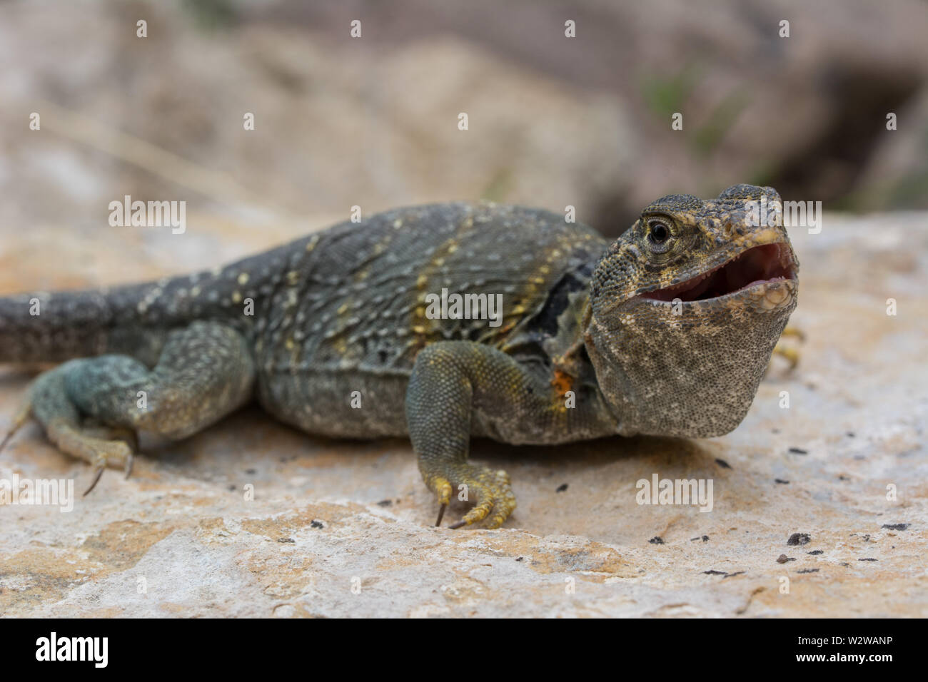 Eastern Collared Lizard (Crotaphytus collaris) from Otero County ...