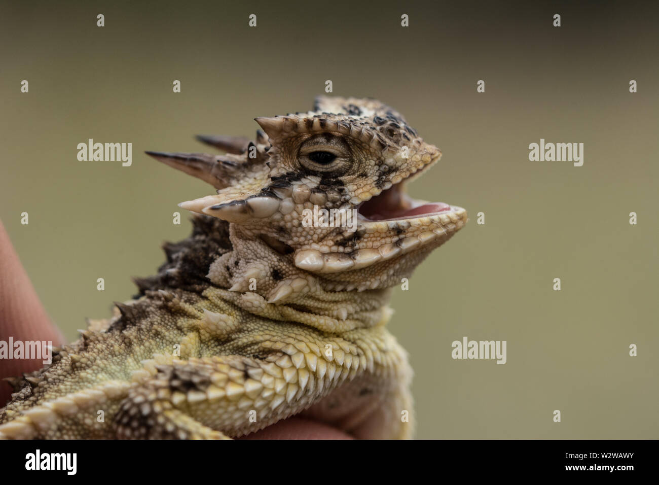 Texas Horned Lizard (Phrynosoma cornutum) from Otero County, Colorado ...