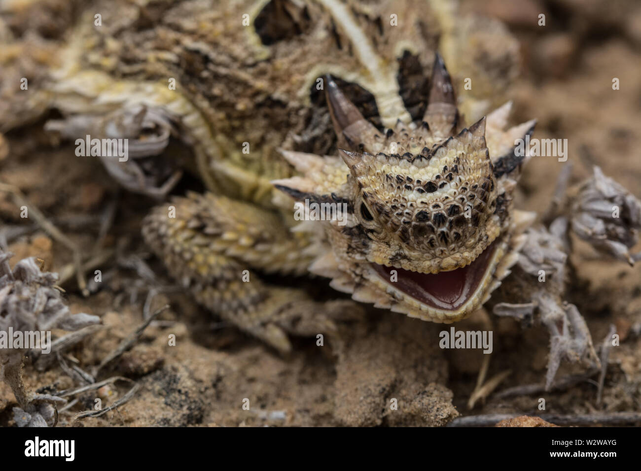 Texas Horned Lizard (Phrynosoma cornutum) from Otero County, Colorado ...